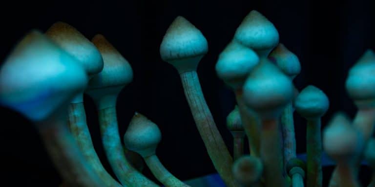 Psilocybin Mushrooms: An Introduction | The Psychedelics